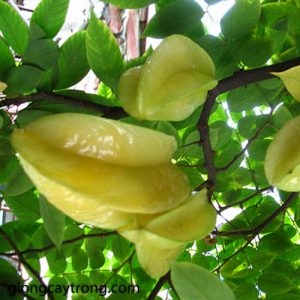 Giống cây khế chua – Giống cây trồng