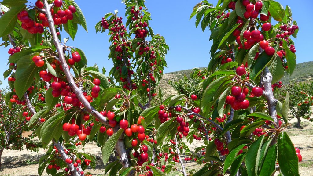 Kỹ thuật trồng và chăm sóc cây cherry – Giống cây trồng